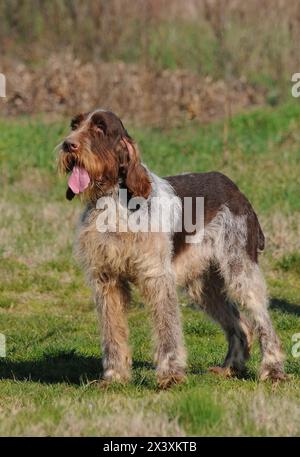 Portrait of typical hunting dog, Spinone Italiano dog Stock Photo - Alamy