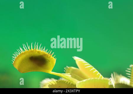 A dead fly that was caught by a Venus Flytrap Stock Photo - Alamy