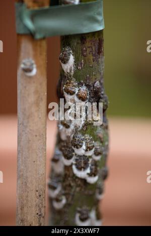 Scale insects on a Japanese Maple (Acer palmatum dissectum Firecracker ...