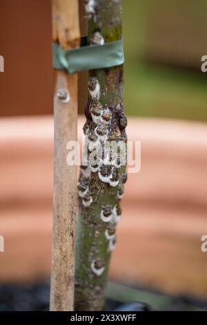 Scale insects on a Japanese Maple (Acer palmatum dissectum Firecracker ...