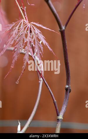 Scale insects on a Japanese Maple (Acer palmatum dissectum Firecracker ...