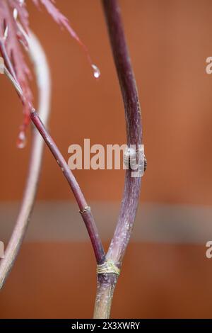 Scale insects on a Japanese Maple (Acer palmatum dissectum Firecracker ...
