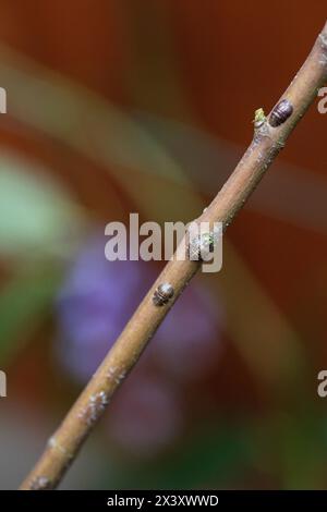 Scale insects on a Japanese Maple (Acer palmatum dissectum Firecracker ...