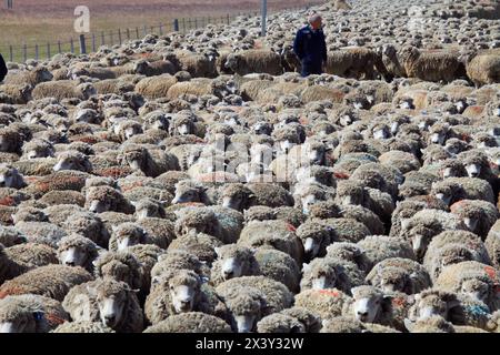 Chile, Magallanes, Patagonia, flock of sheep Stock Photo - Alamy