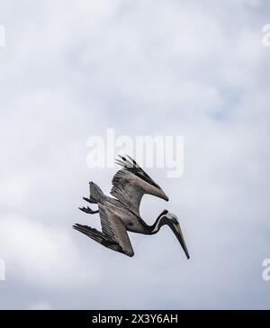Beautiful Pelicans are symbols of Florida. Big, powerful bird is a ...