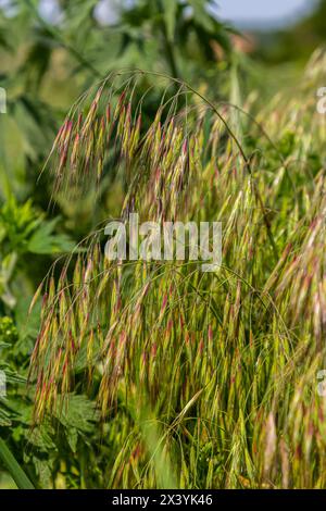 The plant Bromus sterilis, anysantha sterilis, or barren brome belongs ...