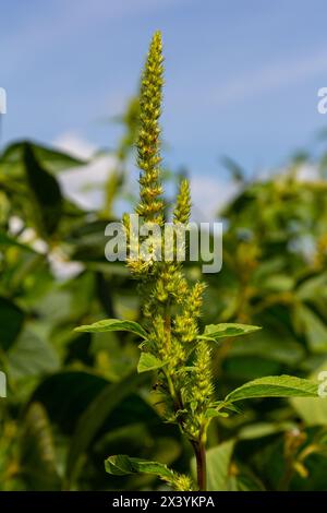 Amaranthus hybridus L Amaranthus hybridus L Stock Photo - Alamy