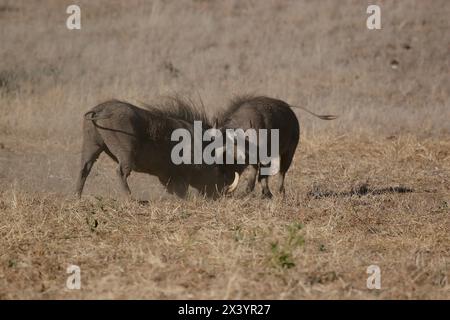 Wart Hog fight. Southern Africa Stock Photo - Alamy