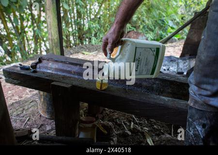 Cocaine, plantation and preparation of cocaine, Colombia, drug Stock ...