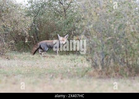 Indian Desert fox resting in the shade of a bush inside Tal chappar ...