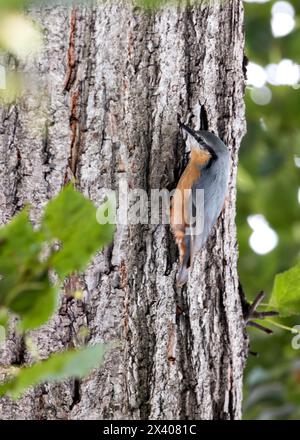 Compact songbird with blue-grey back & rusty patch. Expert climber ...