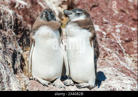 Rockhopper penguins in Southern Argentina Stock Photo - Alamy