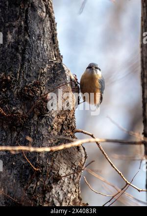 Compact songbird with blue-grey back & rusty patch. Expert climber ...