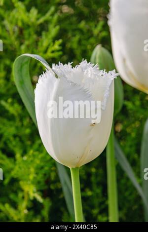 A fringed white Tulip 'Daytona' flower Stock Photo - Alamy