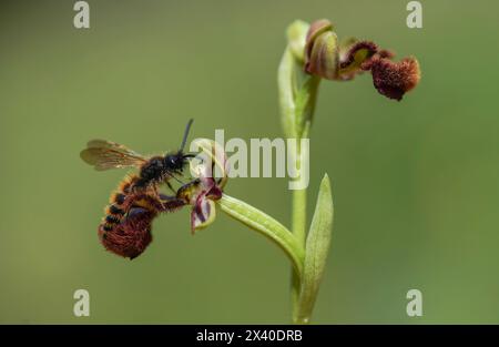 Pseudocopulation, of scoliid wasp (Dasyscolia ciliata) on mirror orchid ...