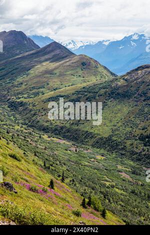 Mountain range and field of fireweed (Chamaenerion angustifolium) in ...