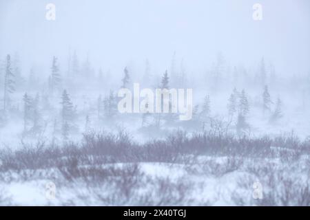 A blizzard on the tundra of Manitoba, Canada. The snowfall is sudden ...