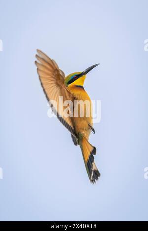 Bee-eater spreading wings Stock Photo - Alamy
