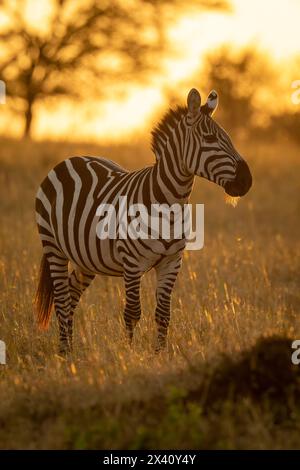 Plains zebra stands watching camera from clearing Stock Photo - Alamy
