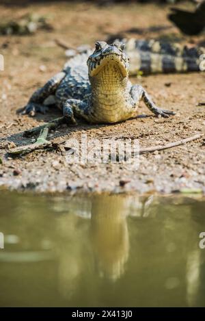 Baby Broad-snouted Caiman (Caiman latirostris) - Alligator Hatchling ...