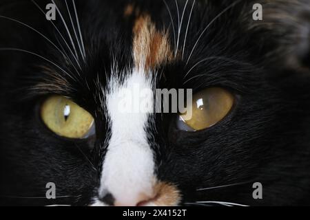 Cute cat with corneal opacity in eye on blurred background, closeup ...