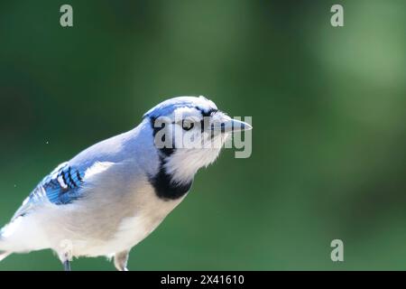Birds of Pennsylvania, blue jay Stock Photo - Alamy