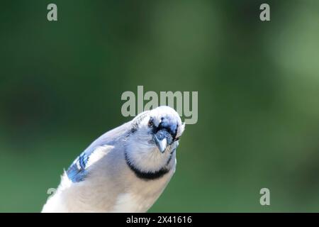 Birds of Pennsylvania, blue jay Stock Photo - Alamy