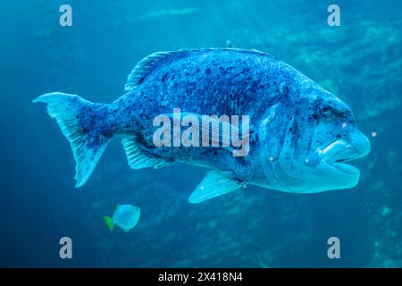 Black musselcracker Cymatoceps nasutus side Stock Photo - Alamy
