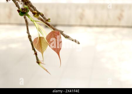Young pink Bodhi leaves. Bodhi leaves on tree. Peepal Leaf from the ...