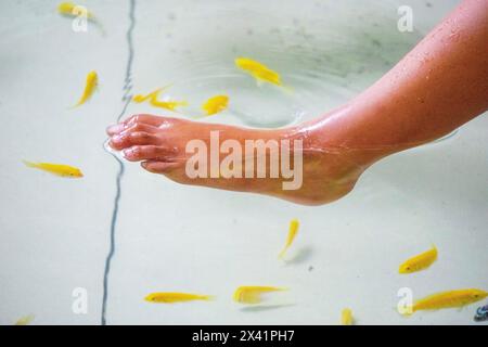 Fish pedicures, also known as Garra rufa therapy. This fish eats dead ...