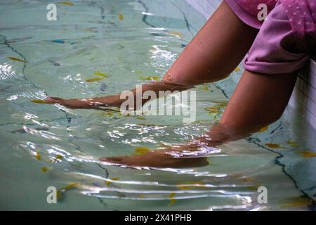 Fish pedicures, also known as Garra rufa therapy. This fish eats dead ...
