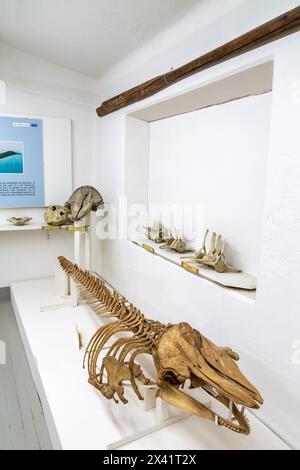 Pilot Whale skeleton, Jail & Military Prison Museum, Ushuaia, Tierra ...