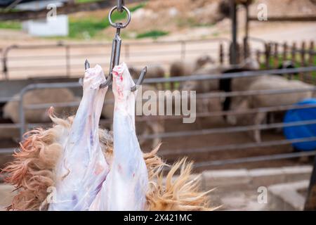 sheep hanging by its hind legs on a hook, with a butcher beside it ...