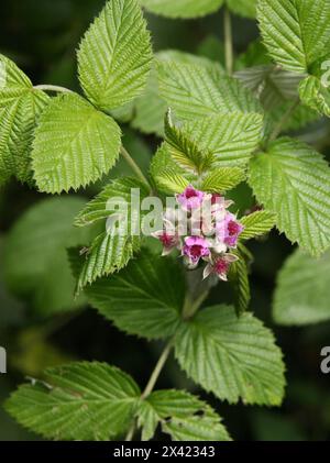 Hill raspberry, Mysore raspberry, Ceylon raspberry, Snowpeaks raspberry ...