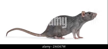 Beautiful adult rat, standing side ways. Head up looking beside camera ...