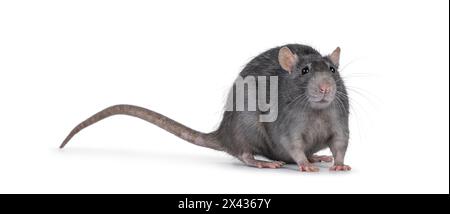 Beautiful adult rat, standing facing front. Head up looking towards ...