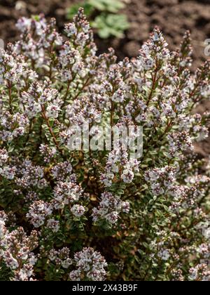 The dwarf hebe Hebe 'Baby' covered in small delicate very pale pink ...