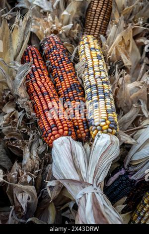 Several ears of multicolor corn are lashed together and used in ...