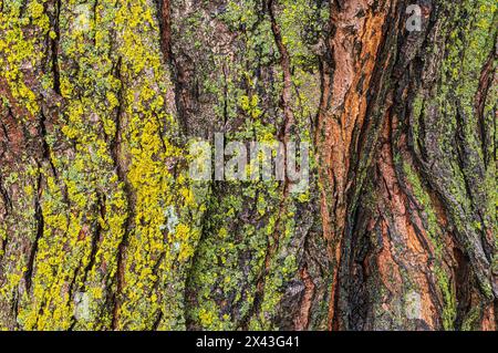 Canada, Manitoba, Winnipeg. Lichens on maple tree Stock Photo - Alamy