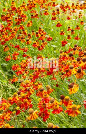 Beautiful orange Helenium flowers close up Stock Photo - Alamy