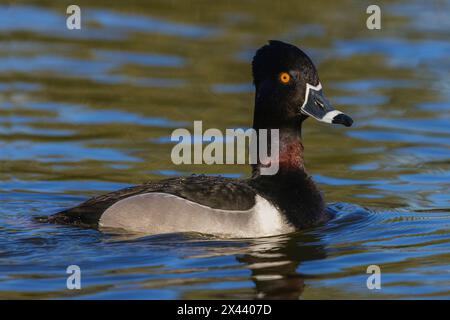 Ring-necked duck drake, Southern California wetland, USA Stock Photo ...
