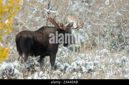 Bull Shiras Moose in Autumn Stock Photo - Alamy