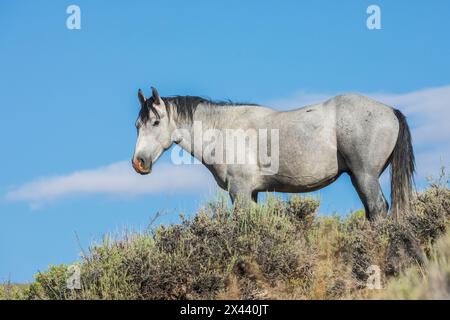 Wild mustang stallion. USA, Colorado Stock Photo - Alamy