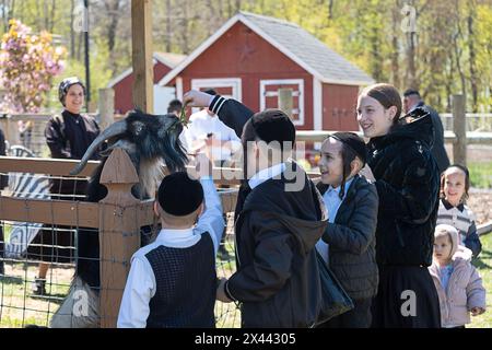 During Passover when the bible mandates having fun, an orthodox Jew ...