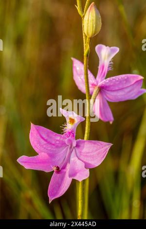 Grass Pink Orchid Calopogon Florida USA Stock Photo - Alamy