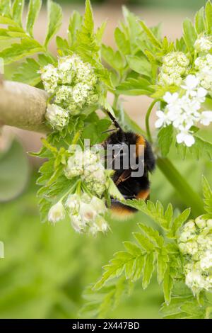 Bee on Chervil Stock Photo - Alamy