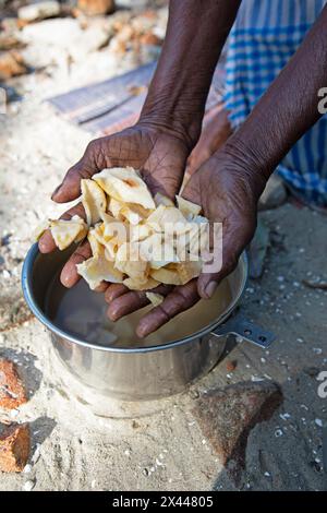 Women's hands showing pieces of manioc root, Kerala, India Stock Photo ...