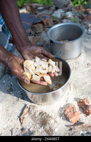 Women's hands showing pieces of manioc root, Kerala, India Stock Photo ...