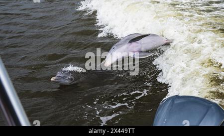 Dolphin at Chokoloskee Bay, Everglades, Florida, USA Stock Photo - Alamy
