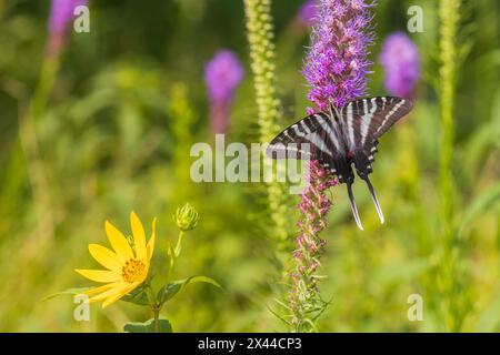 Zebra Swallowtail on Prairie blazing star, Rock Cave Nature Preserve ...